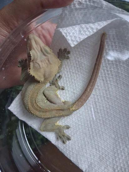 "Obi" 66 Het Axanthic Crested Gecko by Tangled Tails Exotics