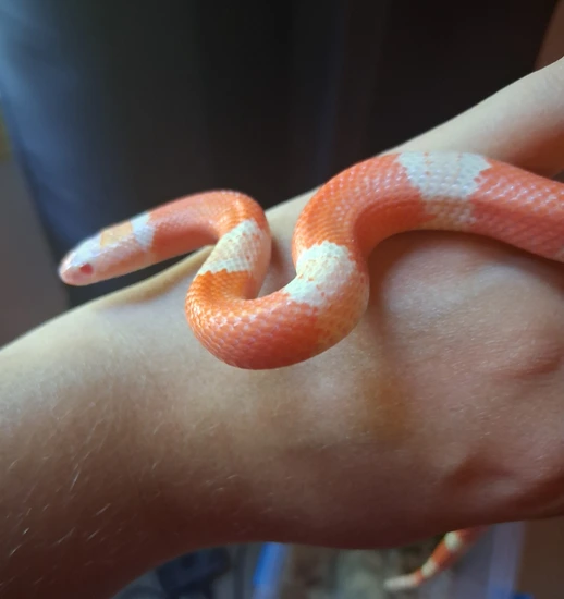 Albino Tangerine Honduran Milk Snake by Tangled Tails Exotics