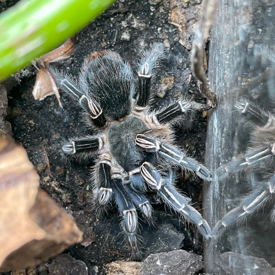 Costa Rican Zebra Knee (Aphonopelma Seemanni) Tarantula by Owen's Vivarium