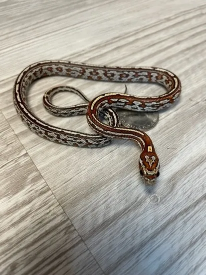 2022 Halo Line Tessera Corn Snake by Boxcar Exotics