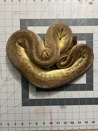 Super Pastel Black Pastel Mojave Ball Python by Obsidian Sun Exotics