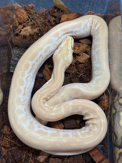 Free Shipping! Pearl Het Granite(66/100%) 50% Het Pied Burmese Python ...