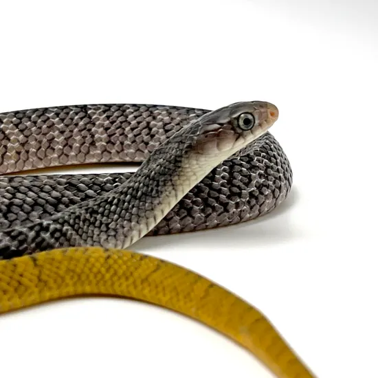 CB Yellow Tail Cribo Cribo & Indigo Snakes by OBX Lizard Land