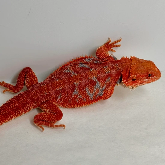 Holdback Hypo Red Tiger Central Bearded Dragon by Spitfire Bearded ...