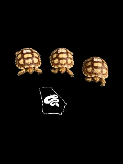 Normal Sulcata Tortoise by Ocmulgee Reptiles LLC