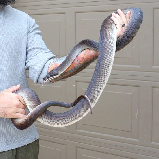 USCBB Southern White Lipped Python White-Lipped Python by October Exotics