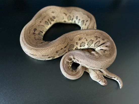 Leopard Black Pewter Clown Ball Python by ODAMA Reptiles