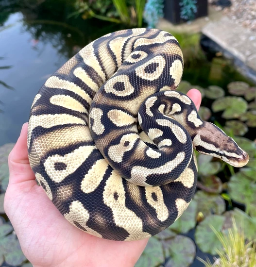 Pastel Chocolate Het Clown Pos Calico Ball Python by ODconstrictorsUK