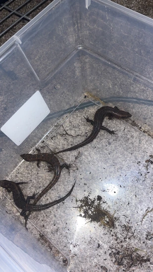 Small-scaled Water Skink (Tropidophorus Microlepis) More Skink by ...