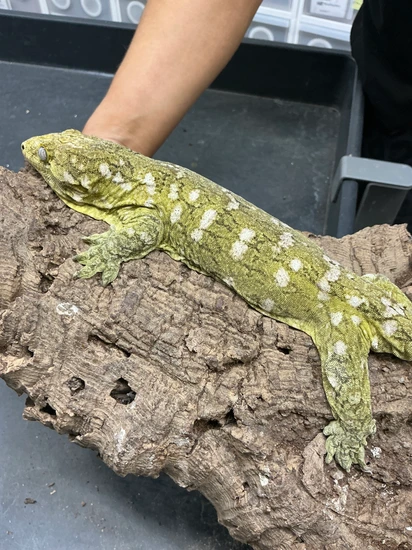 GTA/MTK X Nu Ana Poss Melanistic Leachianus Gecko by ReptiCo