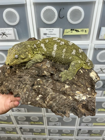 2022’GTA/MTK X Nuu Ana Possible Melanistic Female 129g RTB Leachianus ...