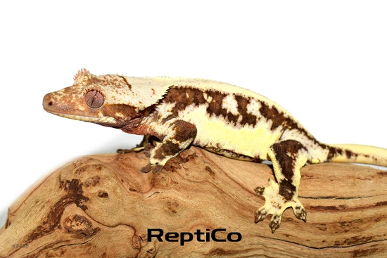 Tri-Color Lilly White Highlighter Crested Gecko by ReptiCo