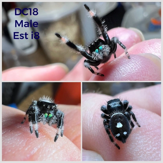 CB Male Regal, DC18 Jumping Spider by Off the Hook