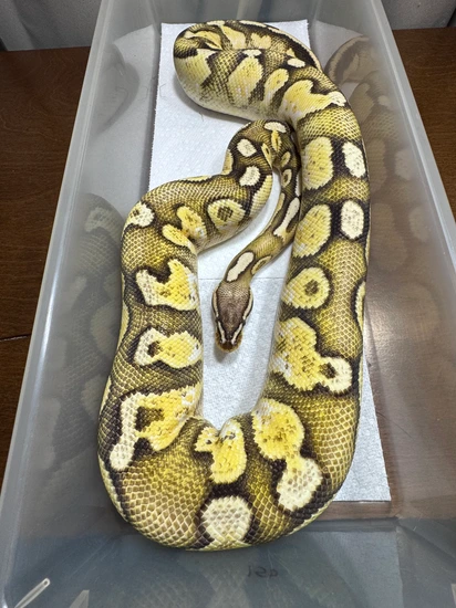 Pastel Calico Yellowbelly Disco Ball Python by Off the Wall Exotics LLC