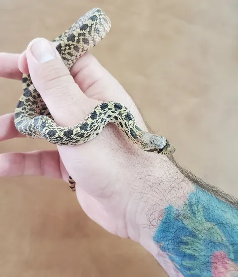 Red Influnced Bullsnake by OG Reptiles