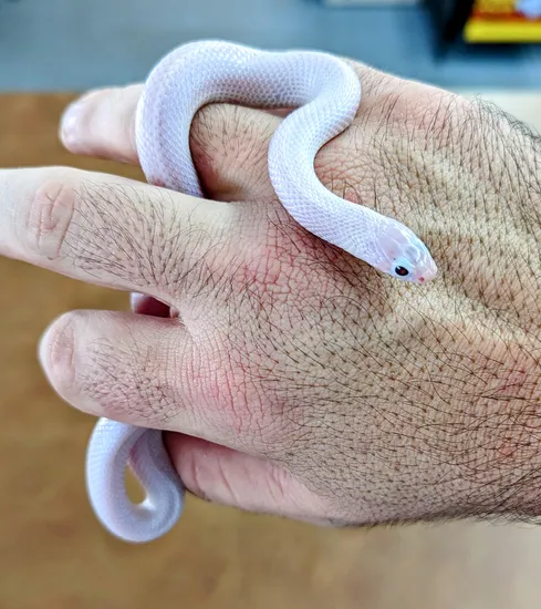 Ghost White-Sided Brooks' Kingsnake by OG Reptiles