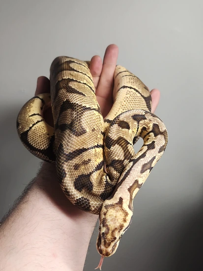 RTB Pastel Woma Het Desert Ghost Ball Python by Ohio Reptile Breeders