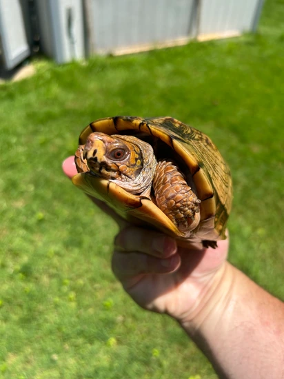 1.1 Gulf Coast Box Box Turtle by Ohsnapexotics