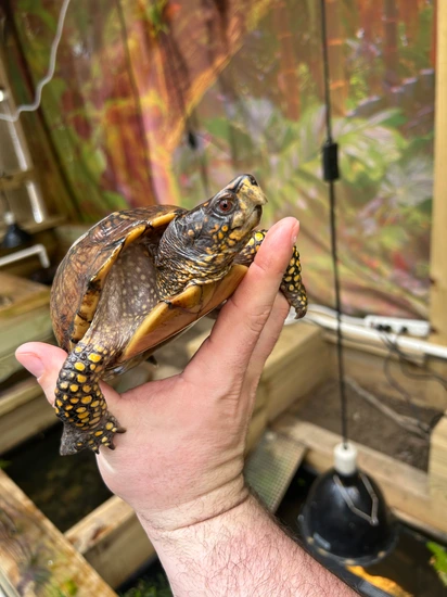 CB Gulf Coast Box Turtle by Ohsnapexotics