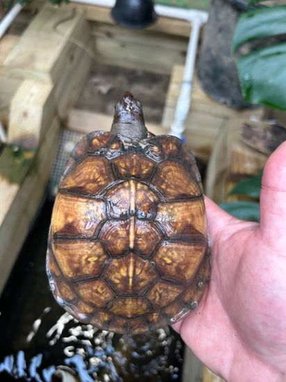CB Gulf Coast Box Turtle (Slight Shell Deformity) by Ohsnapexotics