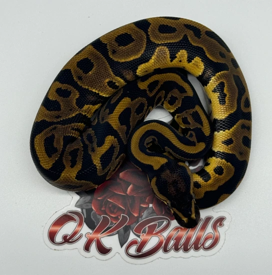 Leopard Ball Python by OKBALLS