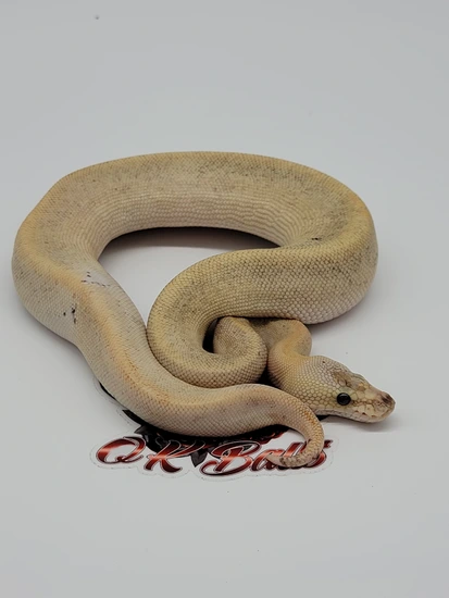Super Cinnamon Champagne Pinstripe Ball Python by OKBALLS