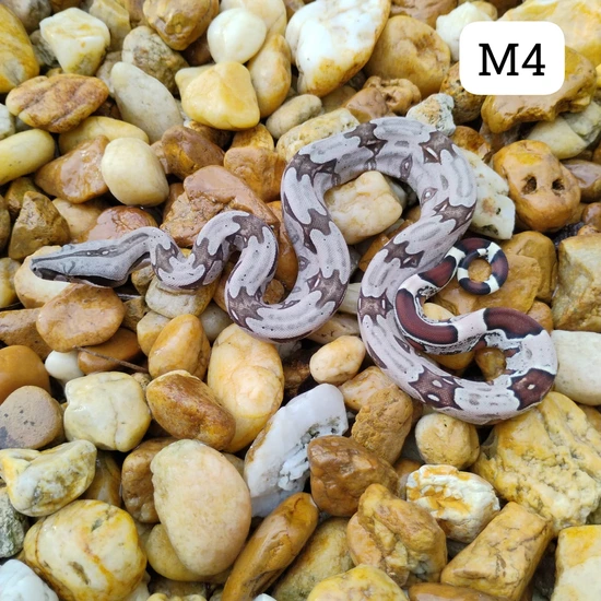 2025 Suriname Red-Tailed Boa True Red-Tailed Boa Constrictor by Old City Serpents