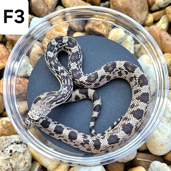 2025 OCS High White Northern Pine Snakes, Pine Barrens, NJ by Old City ...