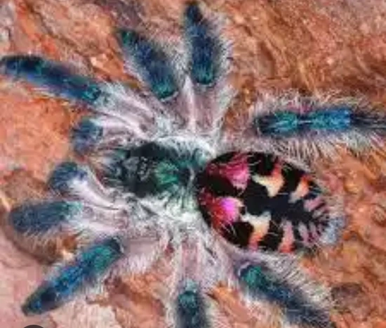 Typhochlaena Seladonia (Brazilian Jewel) Tarantula by Old Pueblo Exotics