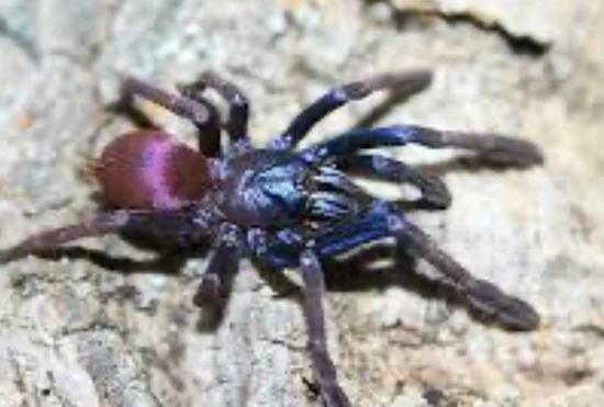 Haploclastus Devamatha (LSD Earth Tiger) Tarantula by Old Pueblo Exotics