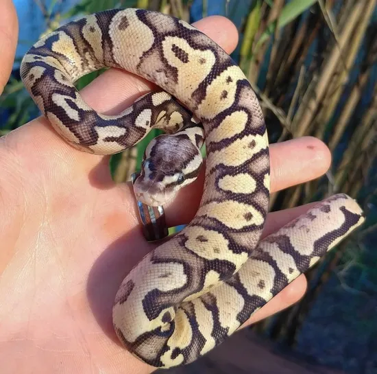 Pastel Fire Yellowbelly Ball Python by Olympian Exotics