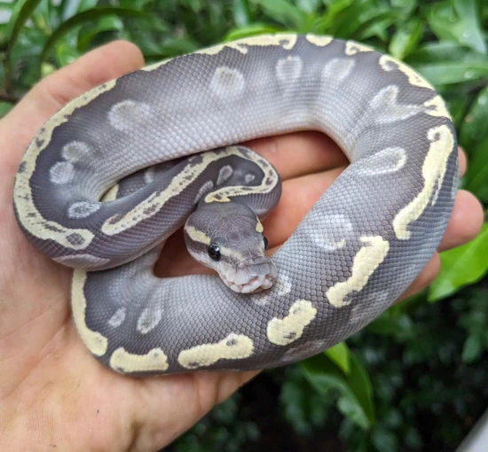GHI Mojave Hypo Ball Python by Olympian Exotics
