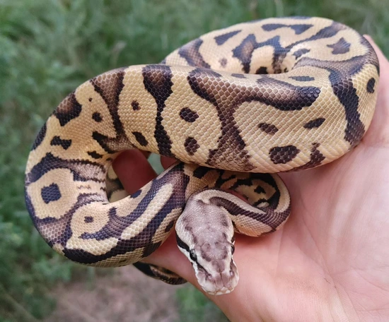 Pastel Leopard Vanilla 100% DH Desert Ghost Hypo Ball Python by ...