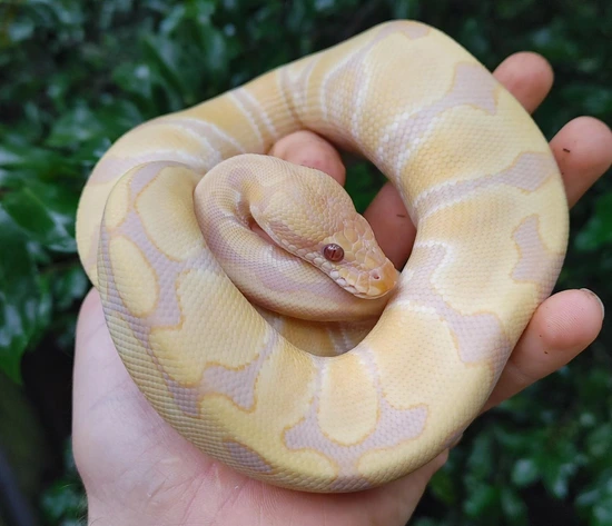 Enchi Candino Ball Python by Olympian Exotics