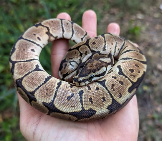Black Pastel Spider Ball Python by Olympian Exotics