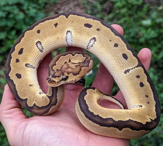 Reduced Pattern Clown Ball Python by Olympian Exotics