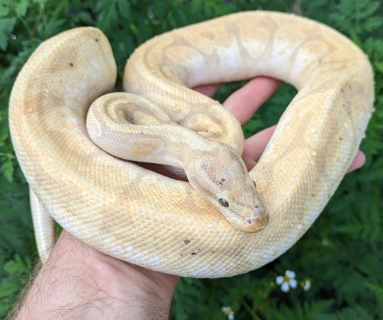 Banana Enchi Hidden Gene Woma Ball Python by Olympian Exotics