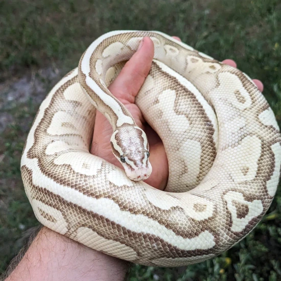 Pastel Lesser Vanilla/ Fire Ball Python by Olympian Exotics
