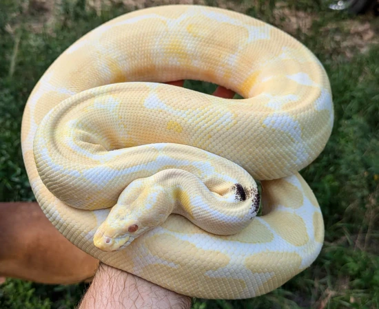 Paradox Albino Ball Python Female by Olympian Exotics