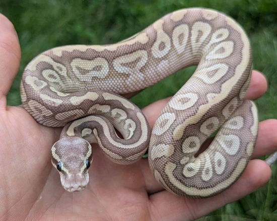 Mystic Special Ball Python by Olympian Exotics