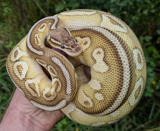 Pastel Lesser Yellowbelly Trick Ball Python by Olympian Exotics