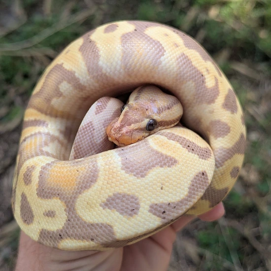 Banana Leopard Yellowbelly Possible Orange Dream Ball Python by ...
