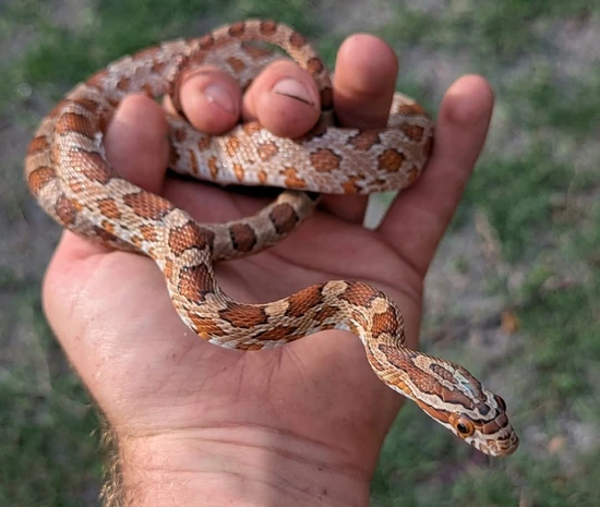 "Root Beer" Rat Snake ( Great Plains X Corn ) Female ~2 FT Other Rat ...