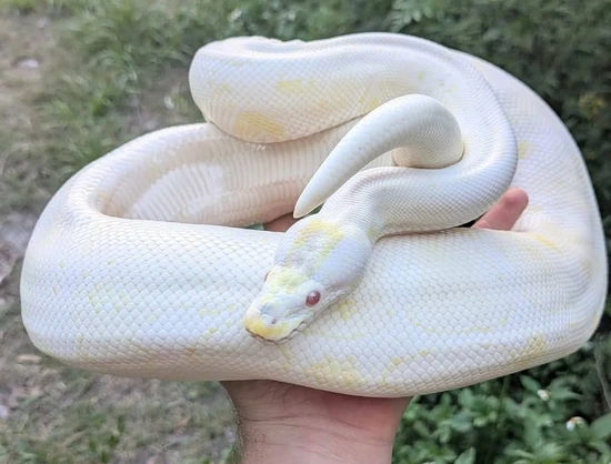VPI Snow (Axanthic Albino) Ball Python Female by Olympian Exotics