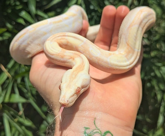 Sharp Albino Aztec Boa Constrictor ~2FT by Olympian Exotics