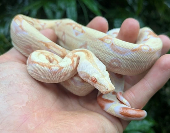 Sharp Albino Boa Constrictor Female ~1.5 FT by Olympian Exotics