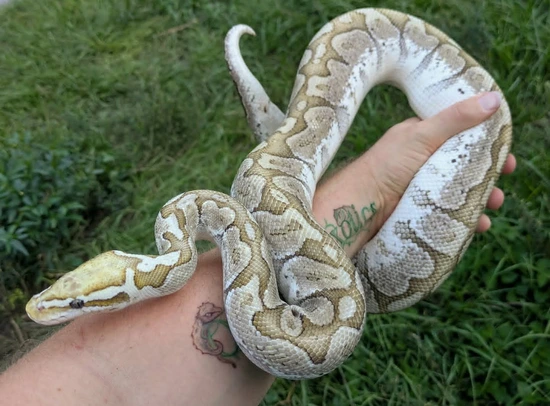 Pastel Bamboo Ball Python by Olympian Exotics