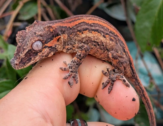 Red+ Orange Stripe Gargoyle Gecko #92 by Olympian Exotics