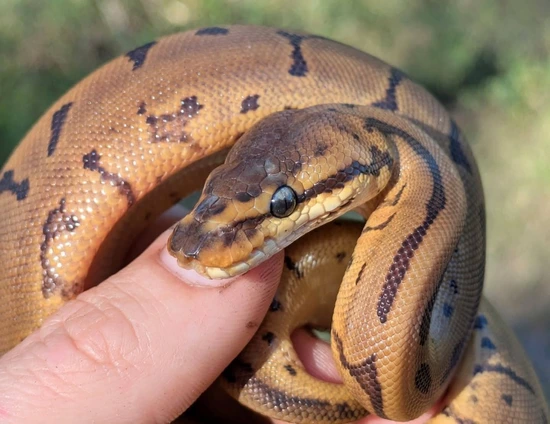 Leopard Pinstripe Yellowbelly 100% Het Lavender Albino Female Ball Python 81g by Olympian Exotics