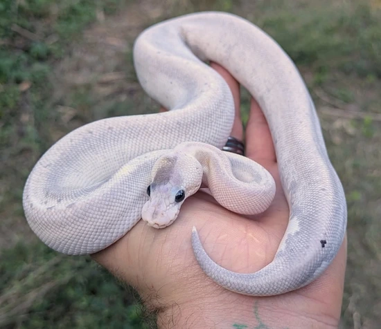 Pastel Butter Cinnamon Black Pastel Ball Python by Olympian Exotics